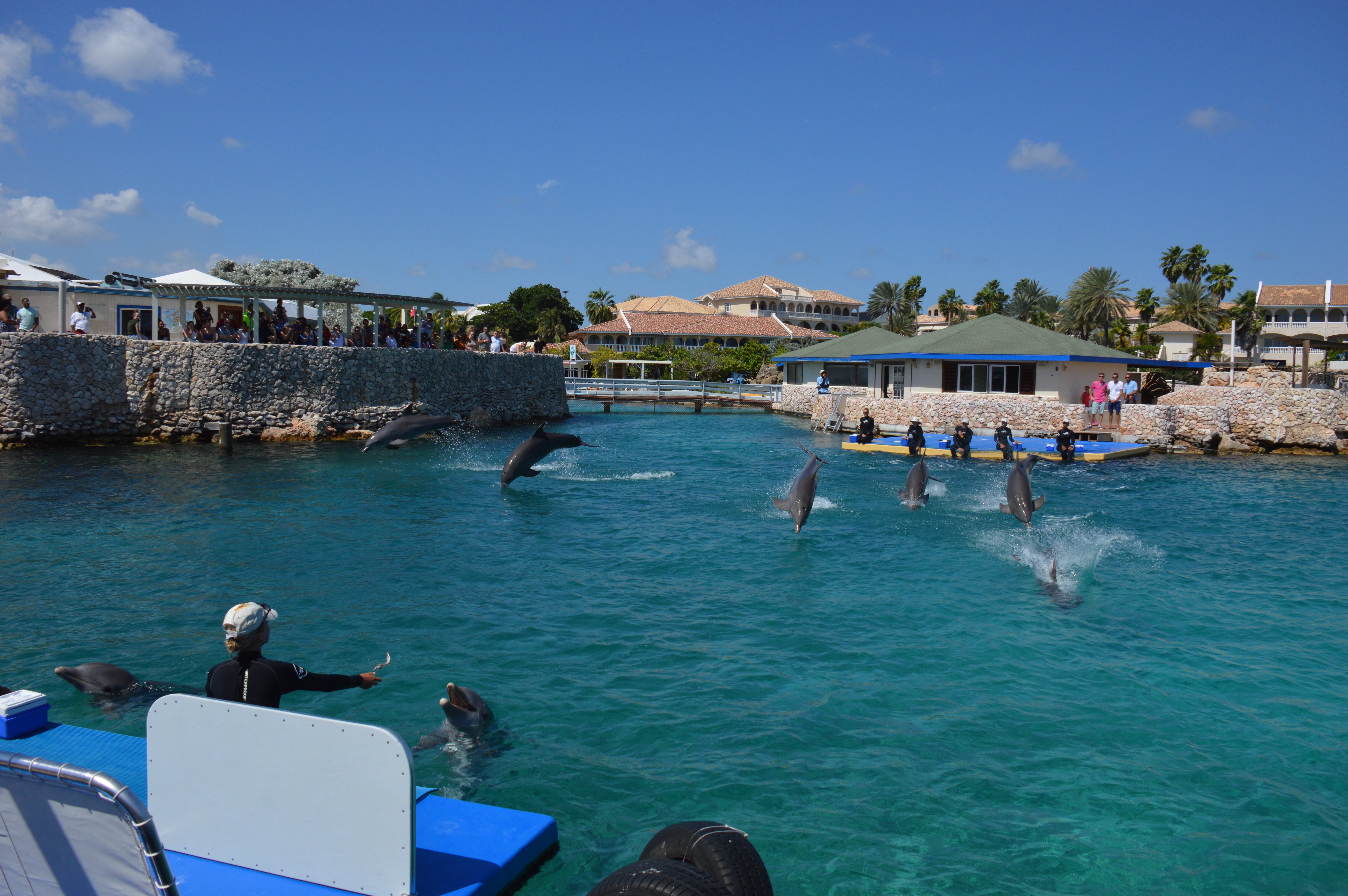 Curacao Aquarium – Tanaka Ninja