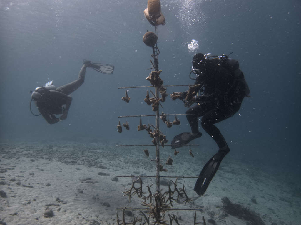 Coral Restoration – Tanaka Ninja