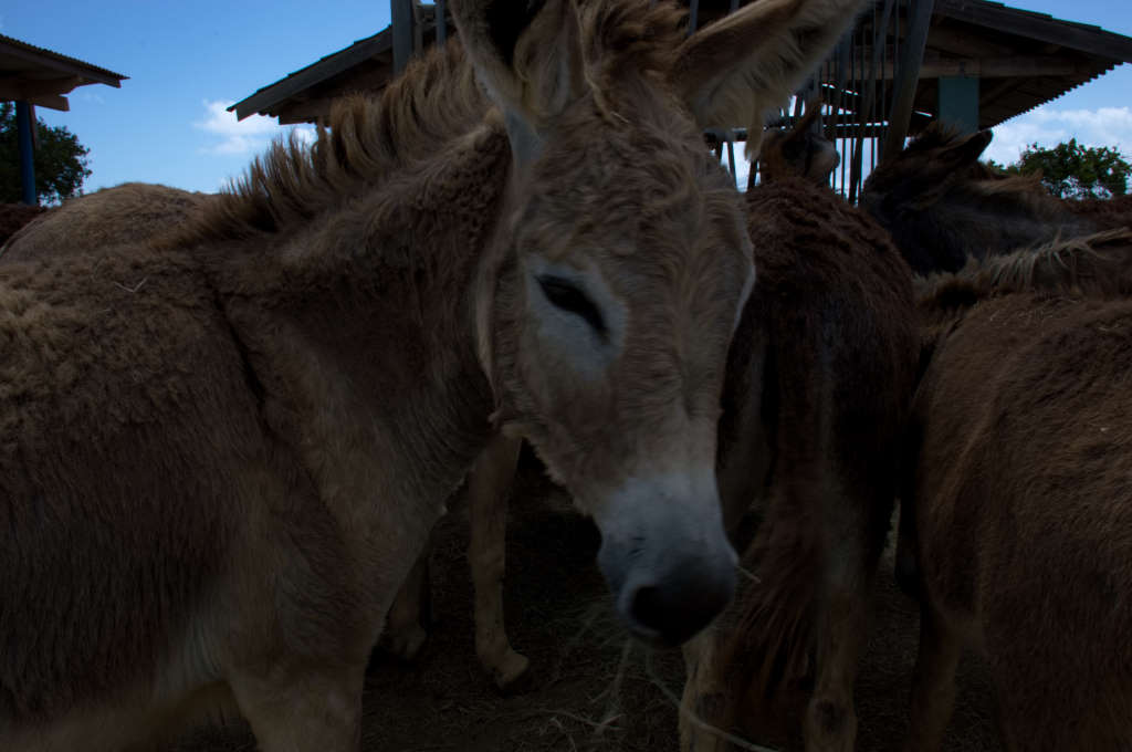 Donkeys, flamingos and beach – Tanaka Ninja